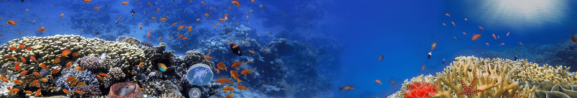 The most popular diving destinations in Europe | Suncamp